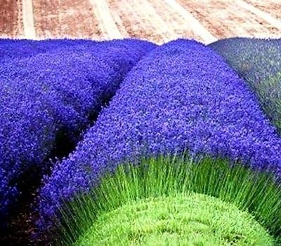 Amazon.com: Lavender Munstead 50 seeds Lavandula Angustifolia Munstead Fragrant CombSH D73 ...