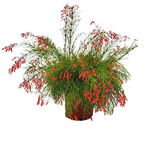 Firecracker plant - How to grow & care