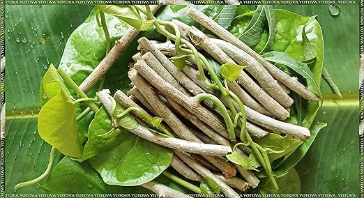 Natural Giloy Neem Tree Guruch Gulvel Guduchi Fresh Plant Stems Lakdi ...