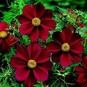 Amazon.com : 50 Red Cosmo Seeds - My Secret Gardens : Patio, Lawn & Garden