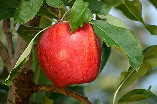 M-Tech Gardens Rare Apple " Gale Gala " Exotic 10 Fruit Seeds for ...