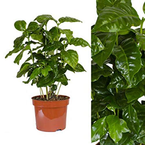 Buy LushGreen Dwarf Rare Coffee Tree Rubiaceae Family Aromatic/Fragrant ...