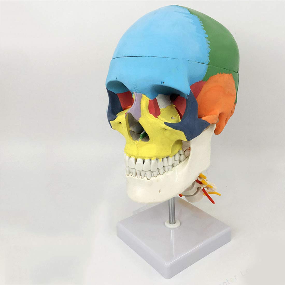 Buy Educational Model Skull Model,Color Skull Model Skull Separation ...