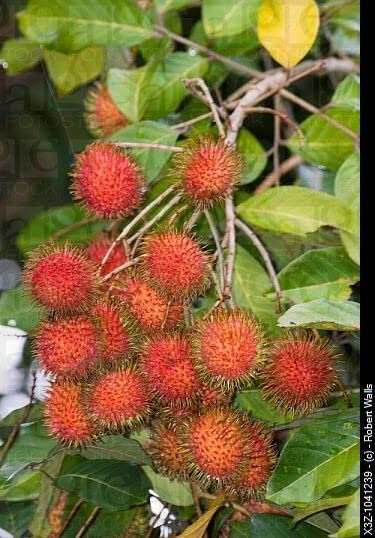 Cloud Farm Live Rare Red Rambutan Hybrid Exotic Fruit Seedling Live ...