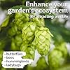 Amazon.com : KVITER 150 Hops Seeds for Planting (Humulus Lupulus ...