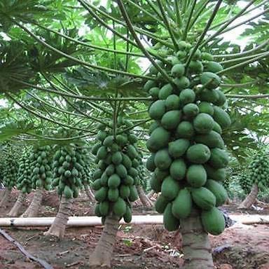 Firstly Fruit F-1 Hybrid Papaya Seeds (Pack of 100 Seeds) and 500 gm ...