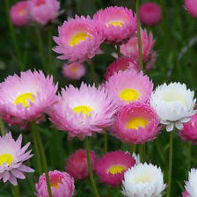 Golden Hills Farm Rose Acroclinium Roseum Mix Flower Paper Daisy 200 ...