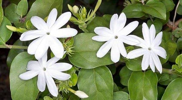 Wbonlineplants White JUI/JUHI FLOWER LIVE PLANT : Amazon.in: Garden ...