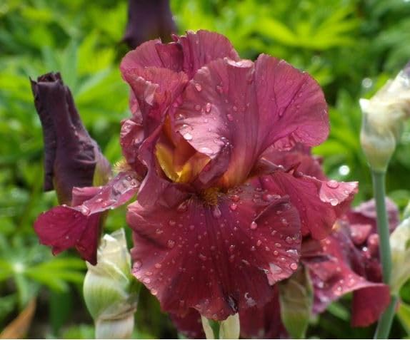 Amazon.com : Blue Buddha Farm - Red Masterpiece Bearded Iris Bulb ...