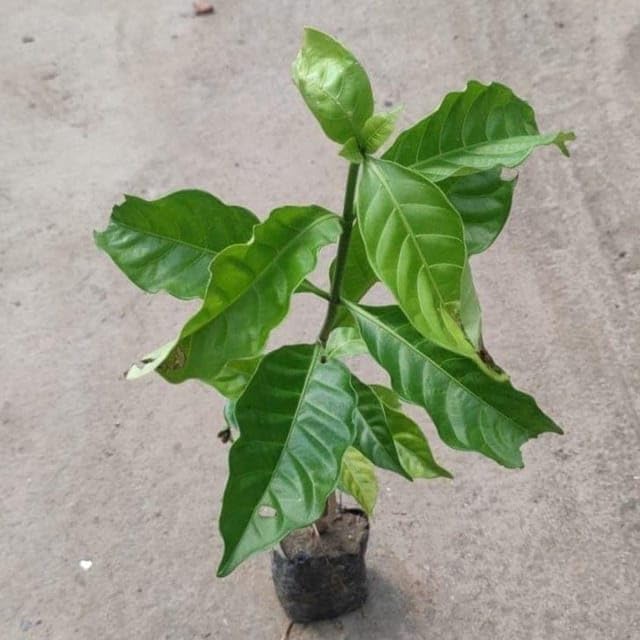 Mphmi Seedless Plant Plants Flower Double Chandni colour in 4 Inch ...