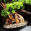 Amazon.com: Artificial Bonsai Pine Tree, 17Inch Faux Potted Plant Desk ...