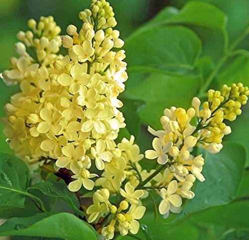 Primrose Lilac
