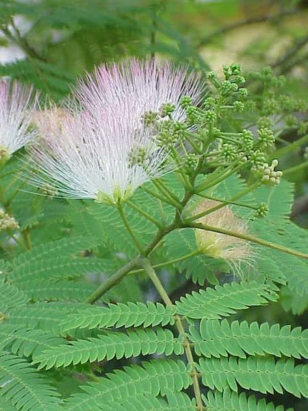 Mphmi Live Plant Nursery NCR Albizia Procera, siris - plant : Amazon.in ...