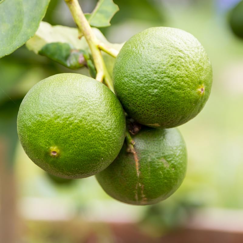 Amazon.com : Lime Plant, Persian Lime Tree Grafted, Live Persian Lime ...