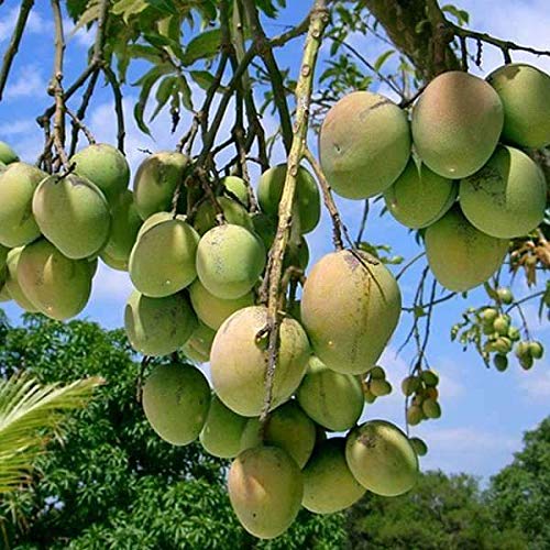 Mphmi Plant Ramphal, Annona reticulata (Grafted) - Plant Custard Apple ...