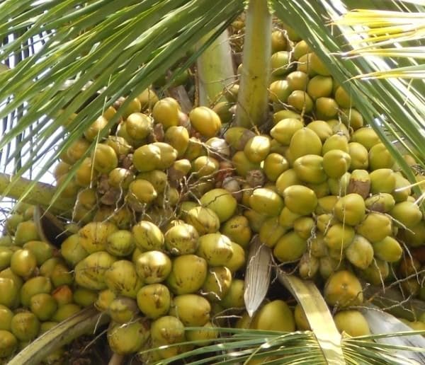 Dwarf Coconut Palm Plant, Hybrid Variety, Heavy Fruit Bearing, 2 ...