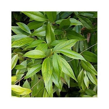 Plants Point Live Dalchini/True Cinnamon Tree Medicinal Plant with Pot ...