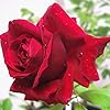 Amazon.com : Rose Bush Live Plant, Hybrid Tea Rose Plant Live, 5-10 ...