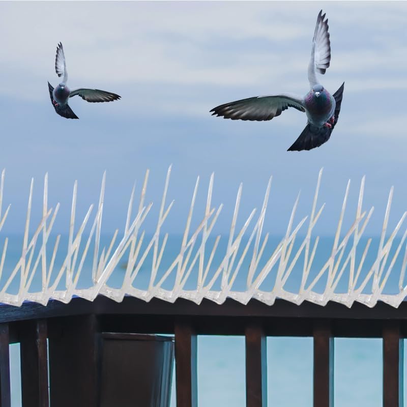 Eightiz (Pack of 10) Bird and Pigeon Spikes, Pigeon Control Spikes Anti ...