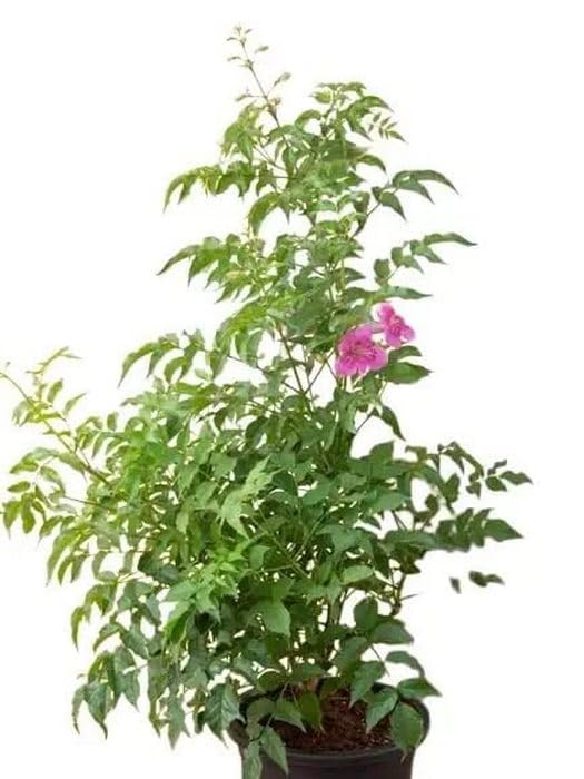 Creative Farmer Tecoma/Tikoma Flower Plant For Terrace/Balcony Garden ...