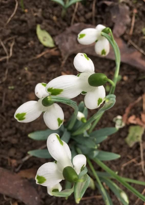 Siddhi Vinayak Gallery® Snowdrop Flower Bulbs mix colour Flower Bulbs ...