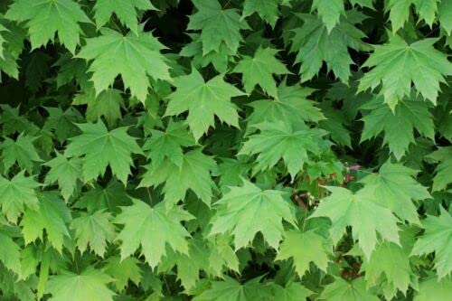 Crimson king maple - How to grow & care