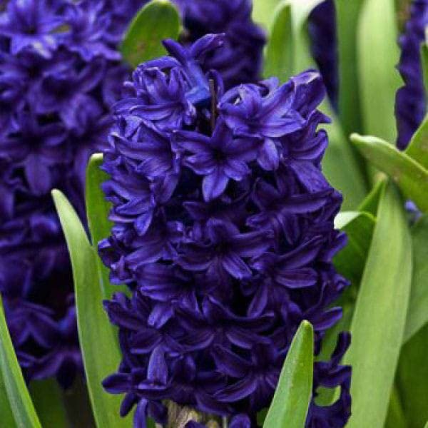 Radha Krishna Agriculture Imported Variety Hyacinth, Dutch hyacinth Flower bulbs mix color For ...