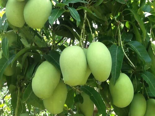 Cloud Farm Live Dasheri/Dashehari Mango Grafted Fruit Plant - Healthy ...