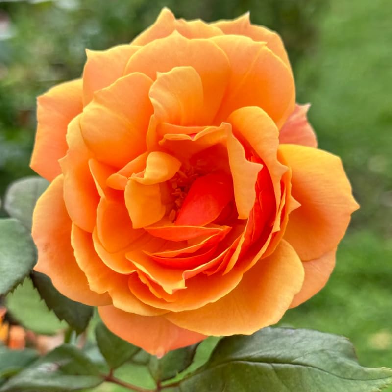 Amazon.com : Orange Rose Plant Live, Hybrid Tea Rose Bush Live Plant ...