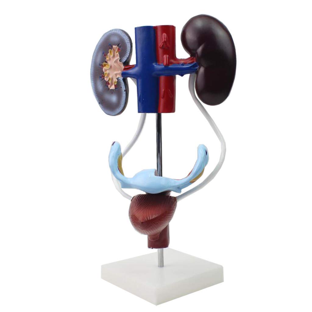 Buy Educational Model Genitourinary System Model Human Organ Anatomical ...