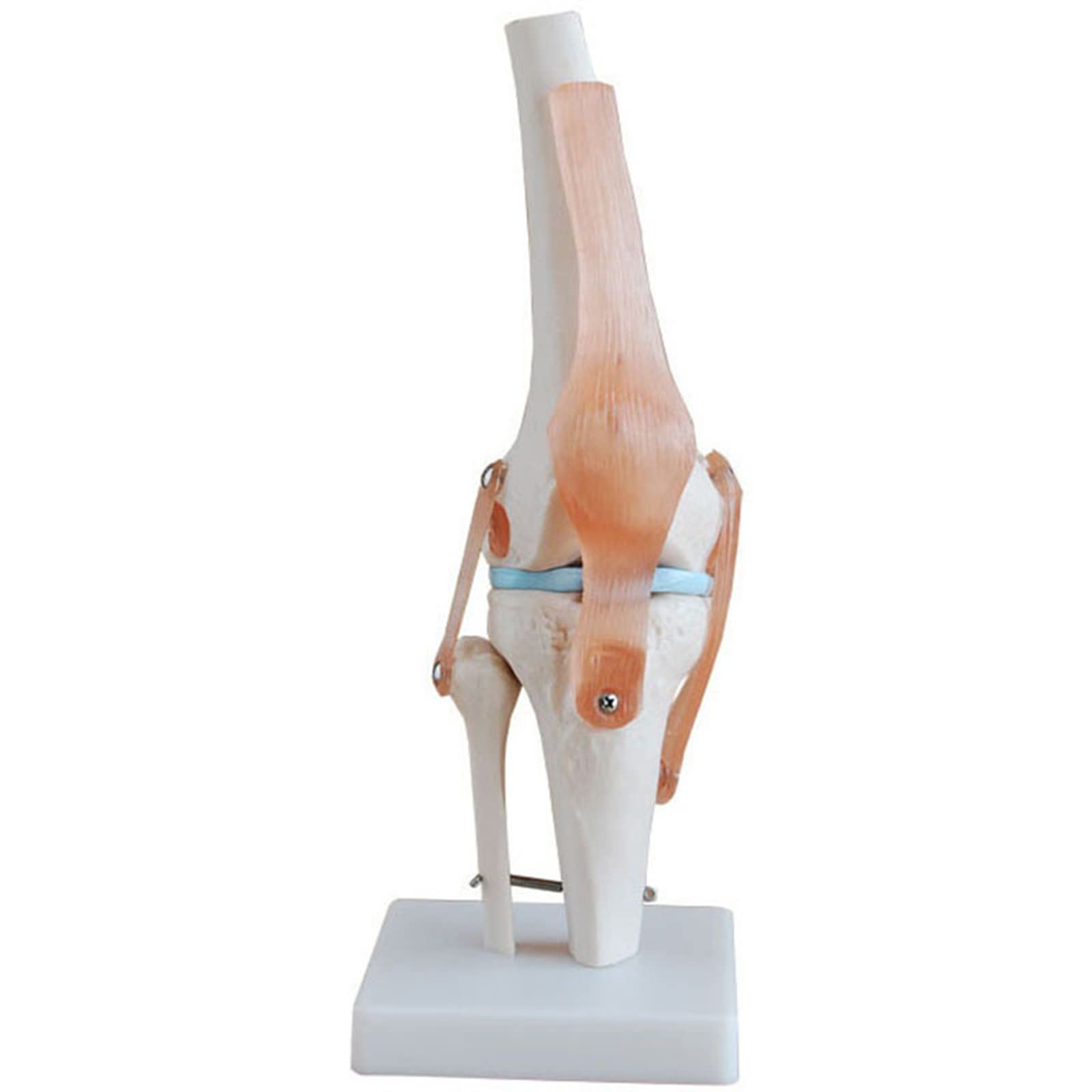 Buy Knee Joint Simulation Model, Medical Anatomy Human 1:1 Life Size ...