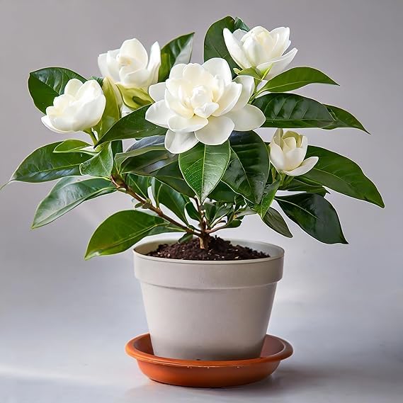 Gardenia | Gandharaj Live Plant - Fragrant Bloom Choice for Garden ...