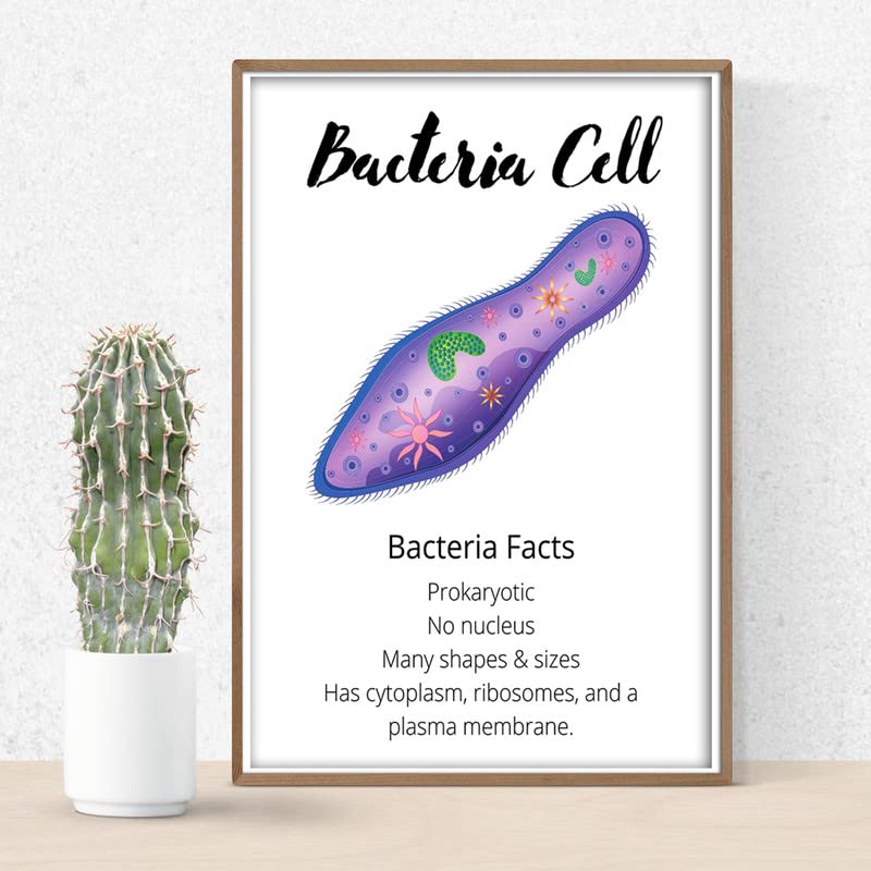 Amazon.com: Bacteria Cell,Bacteria Facts,Prokaryotic No nucleus Many ...