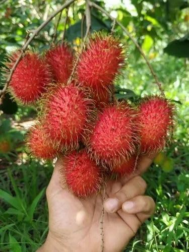 Exotic Red Rambutan Fruit Plant Rare 1.5ft Height Original Variety Sri ...