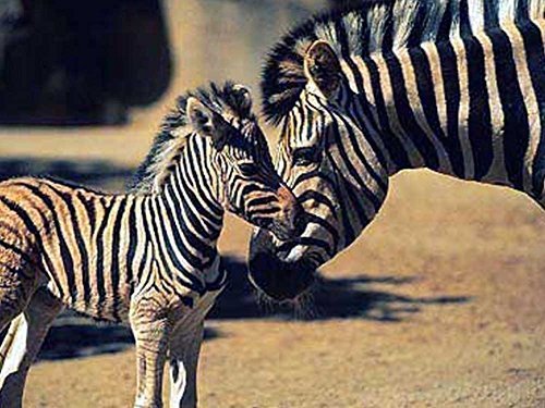 Newborn Baby Zebra And Mom Adorable Photos Of OKC Zoo's Newest