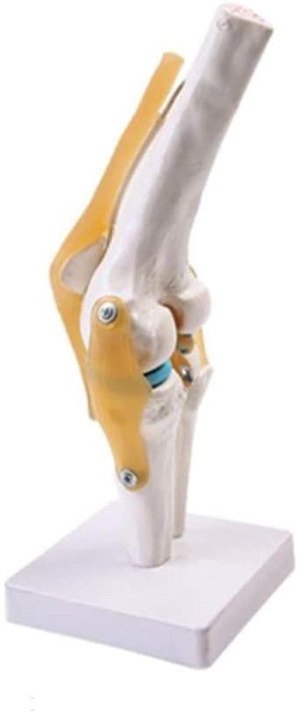 Anatomy Human Knee Joint Function Model Skeletal Skeleton Model ...