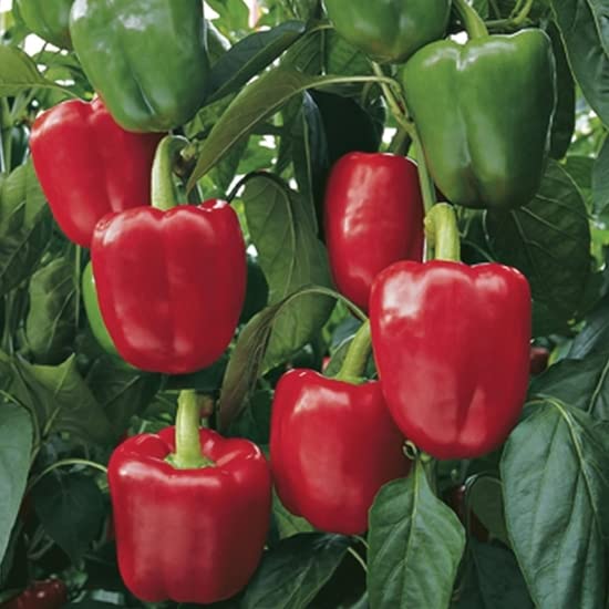 Red Capsicum -Red Bell Pepper Chilli,Mirch Capsicum annuum-Vegetable ...