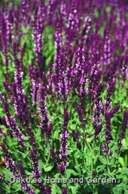 Potted Plants: Perennials: Pack of 3. Salvia superba Rose Queen ...