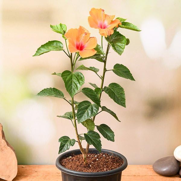 Mphmi Seedless Plant Orange Color Flower Plants Hibiscus, Gudhal Flower ...