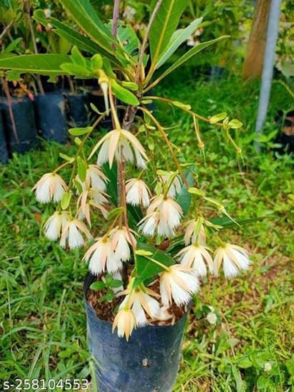 GREEN COLLECTION Rudraksh Plant Rudraksah Shivaksha Shivapriya Utrasum ...