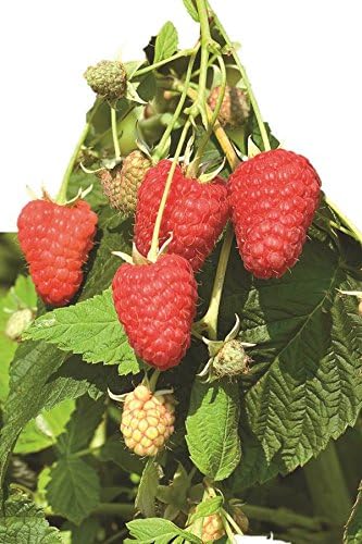 Amazon.com : Burpee Thornless Fall Fruiting Raspberry 'Joan J' shipped ...