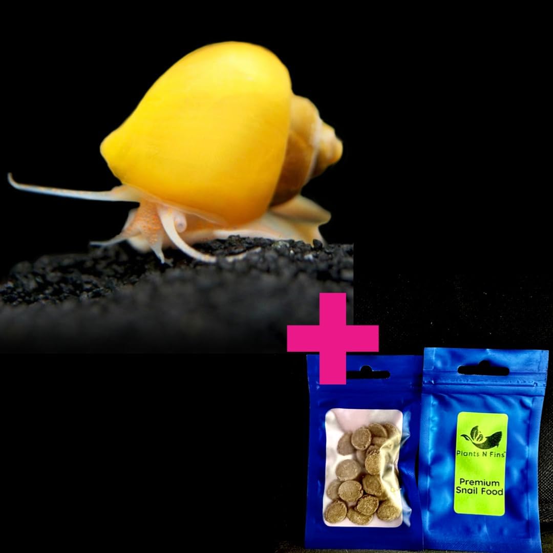 Amazon.com: Plants N Fins Mystery Snails (3 Pack) Assorted + Food Sample | Live Arrival ...