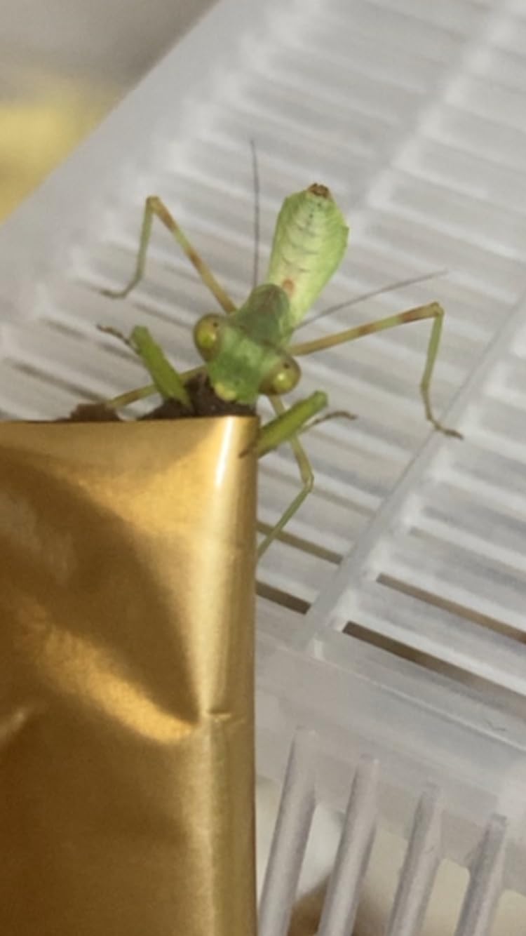 Amazon | GEX EXOTERRA Repdeli トリプルバグペースト ミズアブ&コオロギ 与えやすく食べやすい硬めペースト 3種類の昆虫たっぷり濃厚 カルシウム配合 高嗜好性 昆虫 ...