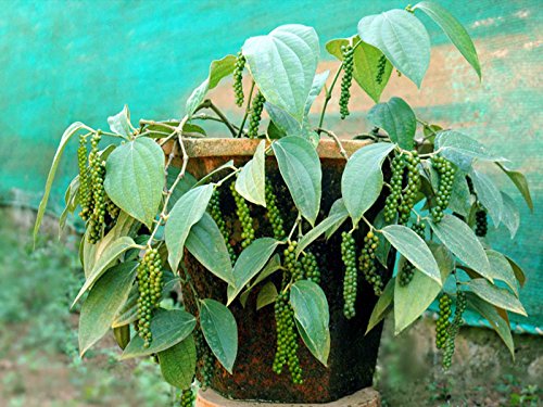 Royal Paradise Garden Rare Piper nigrum Bush Pepper Kerala Variety King ...