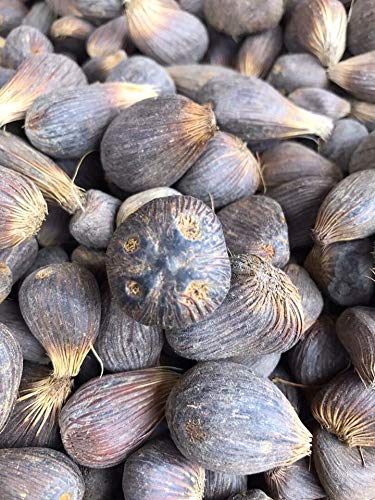 Amazon.com: Ikines Mano para OSHA Ifa Santeria. : Belleza y Cuidado ...