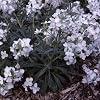 Plant World Seeds - Matthiola Arborescens Alba Seeds (Tree & Shrub ...