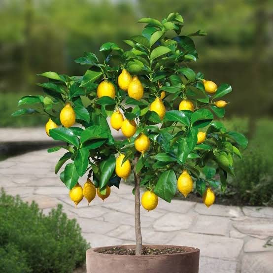 Vixenssell Gandharaj Lemon Live Plant (Also Called the Kaffir Lime ...