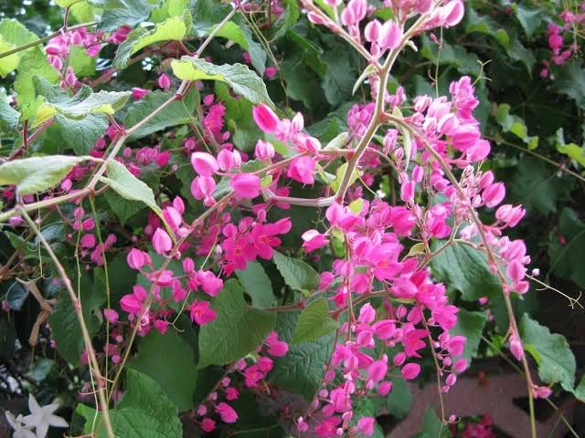 Coral Vine (Antigonon Leptopus) Flowering Live Plant For Home & Terrace ...