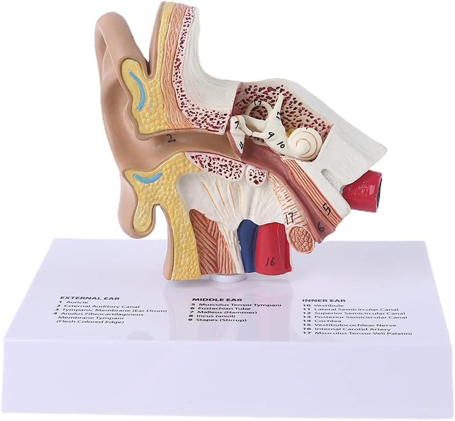 1.5 Times Human Ear Model Anatomy Model Ear Joint Simulation Model ...
