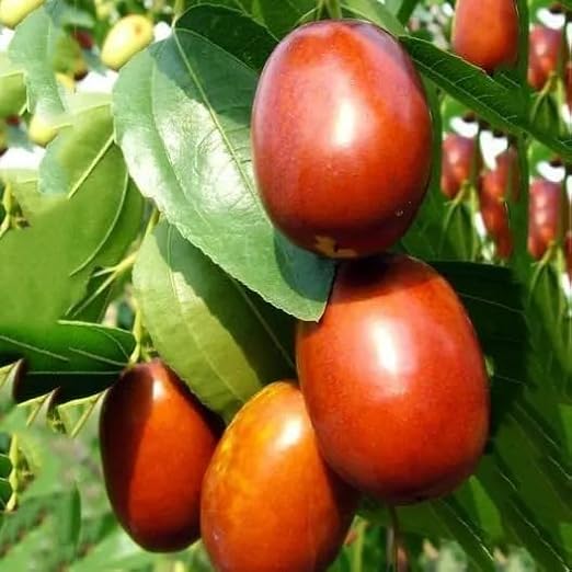 Mphmi Seedless Plant Fruit Plants Ber plant/Apple ber/Indian Jujube ...